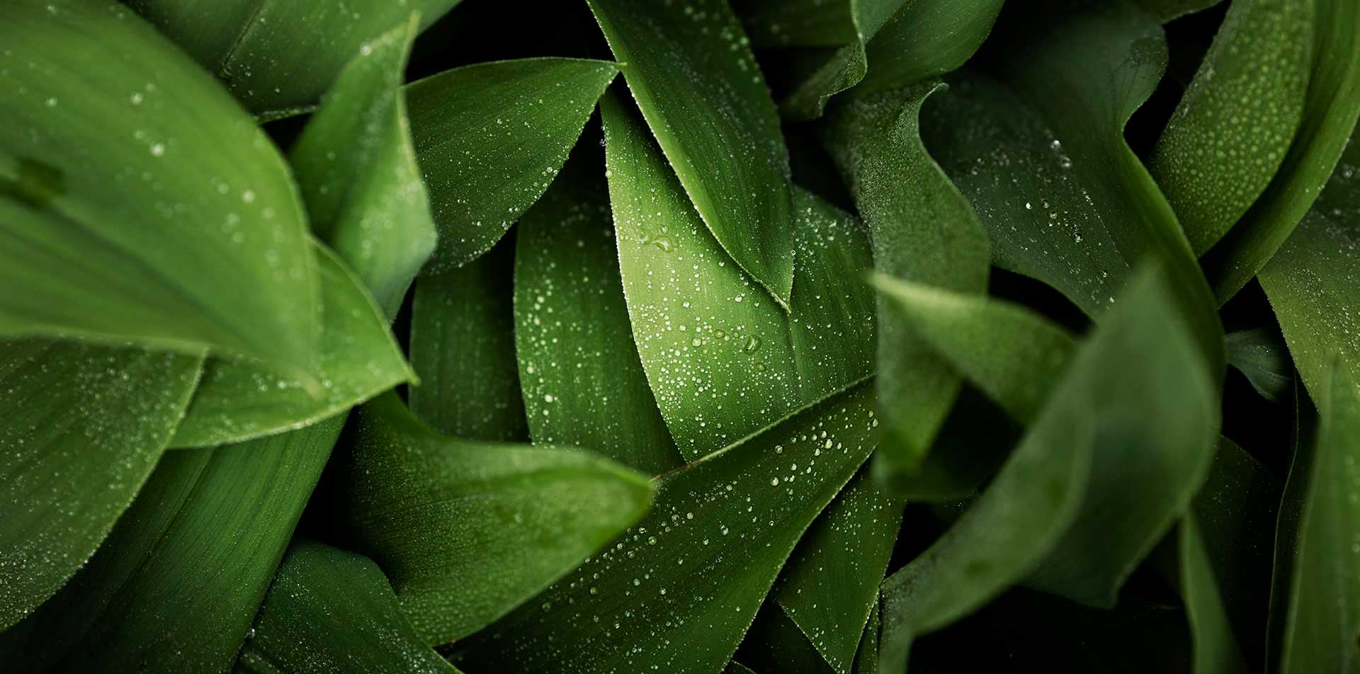 Home - NEW PLAN DEVELOPMENTS